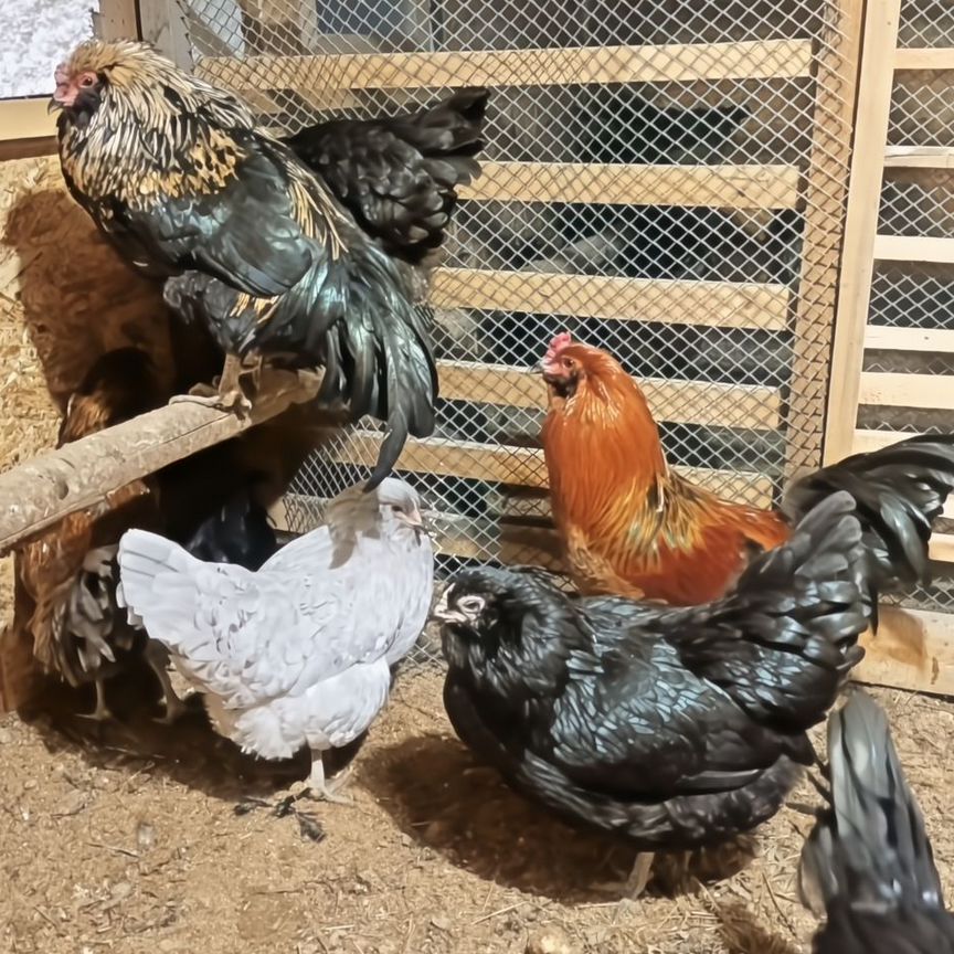 Семья кур Амераукана
