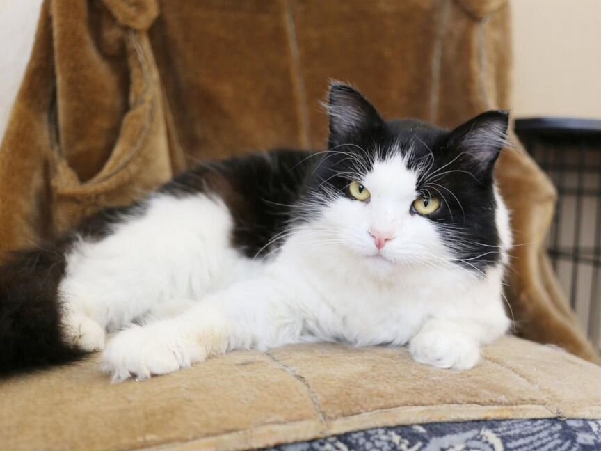 Кот кастрированный, 2 года