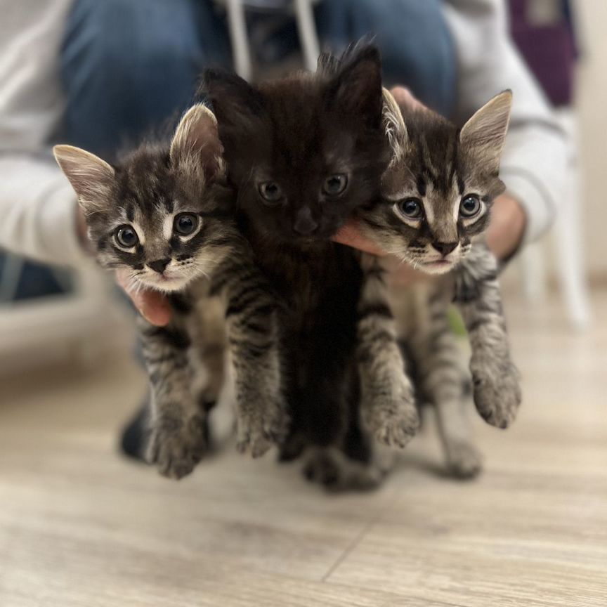 Котята в добрые руки бесплатно