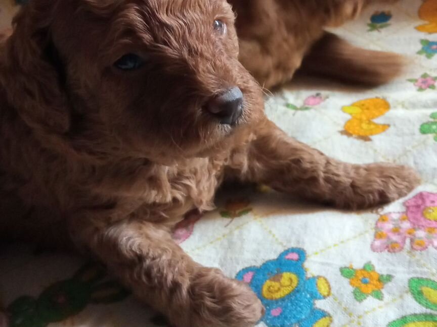 Щенки карликового пуделя