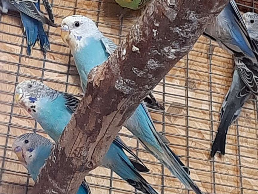 Волнистый попугай