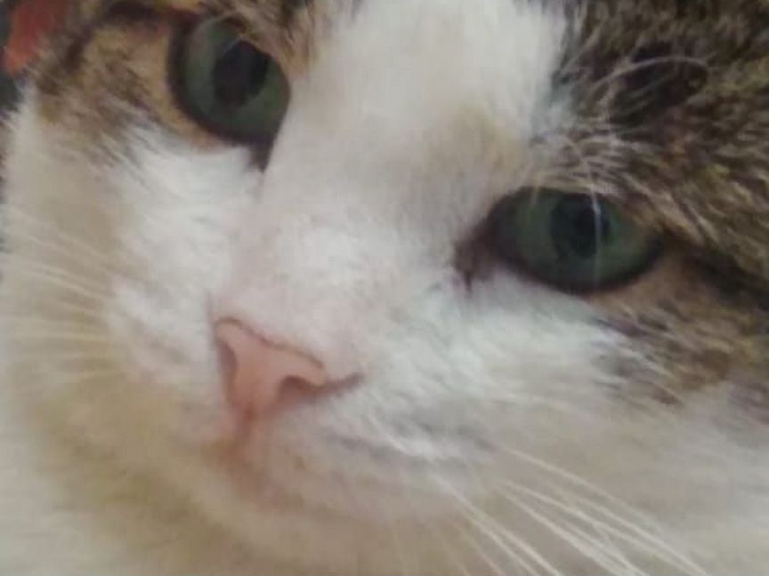 Кошка в дар