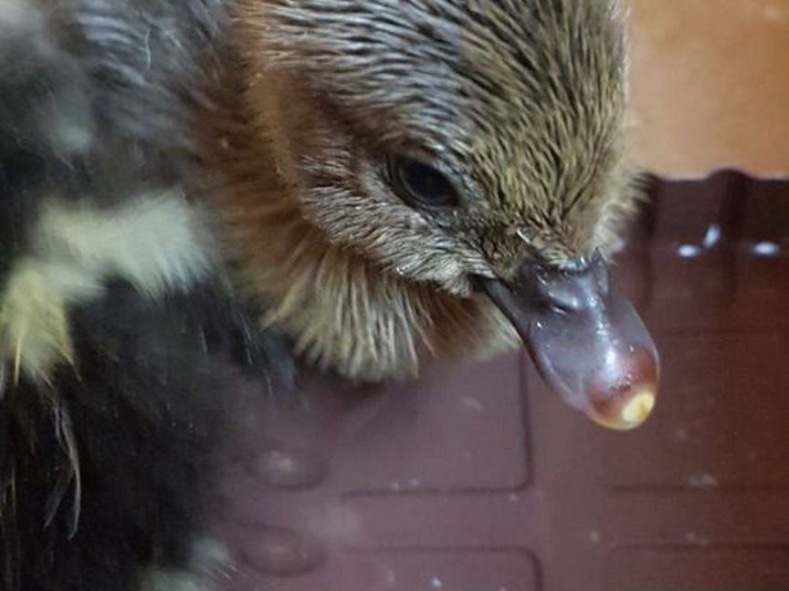 Мускусные утята индоутки