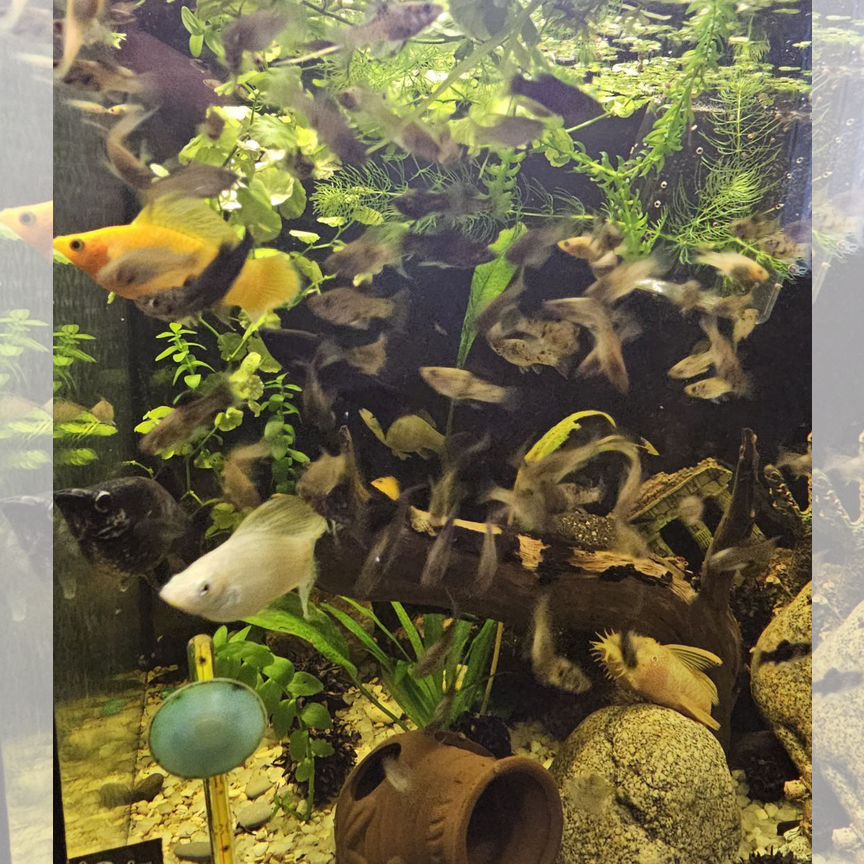 Рыба молинезии