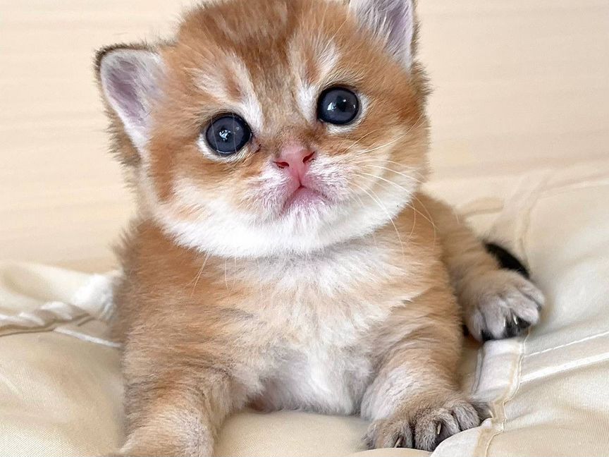 Фолды и страйты Шотландские котята Чистокровные