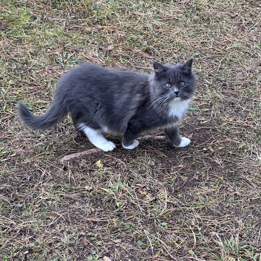 Котята 3 шт