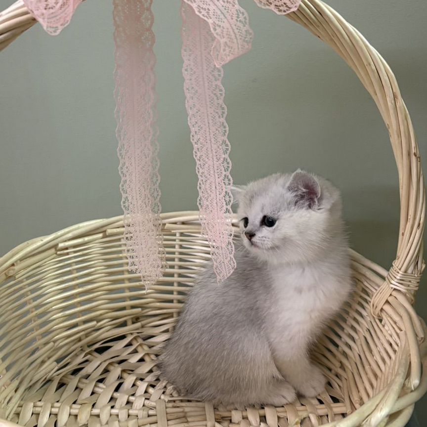 Британский короткошёрстный котёнок