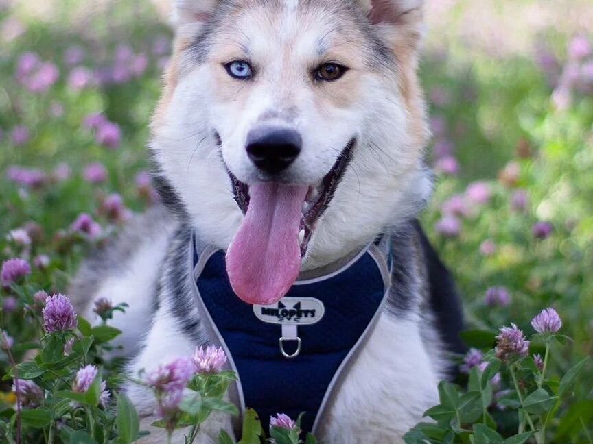 Щенок в самые добрые руки бесплатно