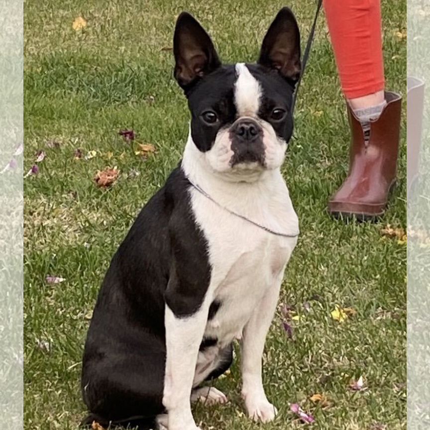 Бостон-терьер, щенок