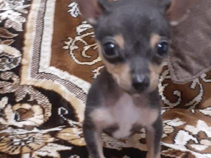 Мини той-терьер щенки