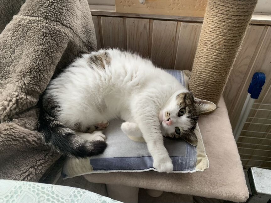 Кошка сиротка ищет дом