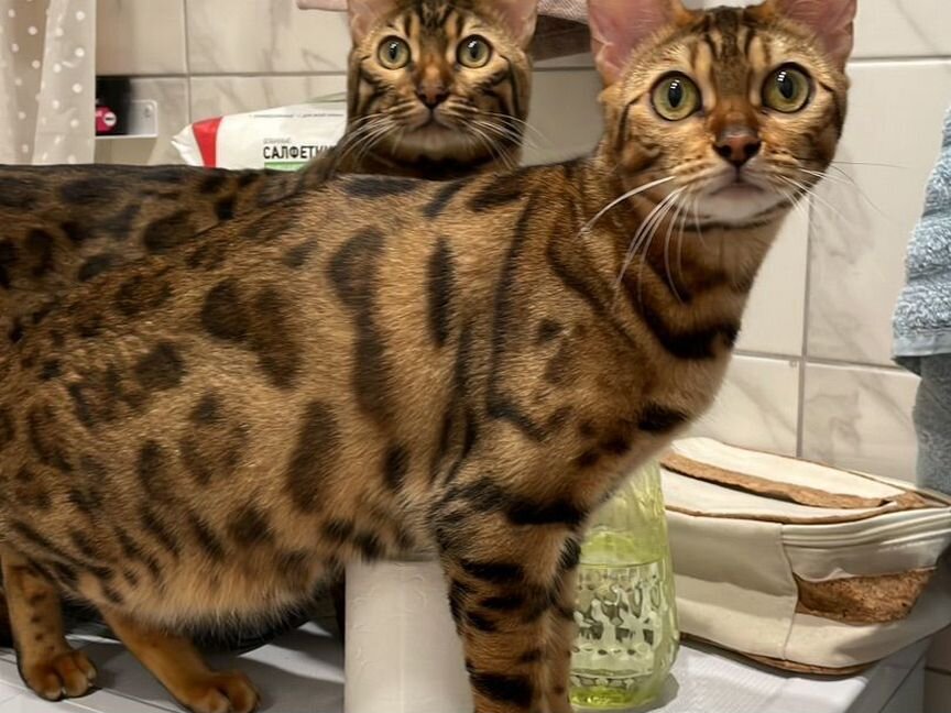 Бенгальские кот и кошка бесплатно