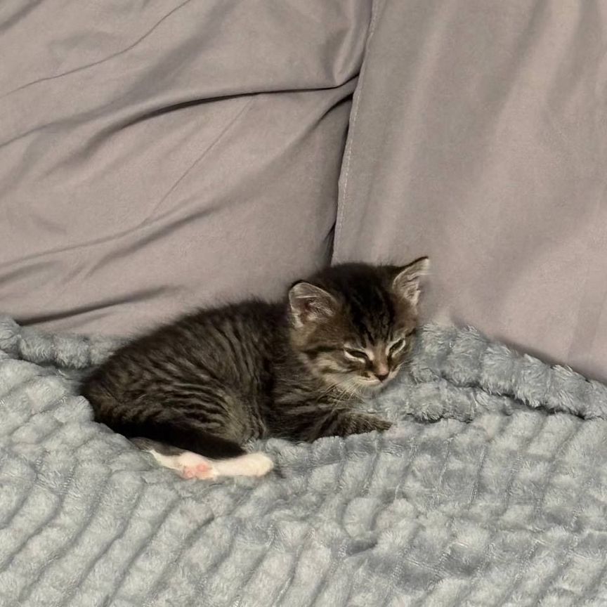 Котенок