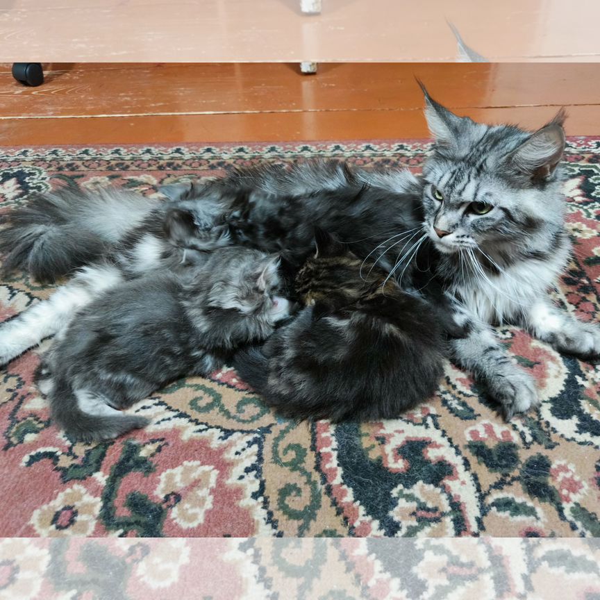 Мейн-кун котёнок