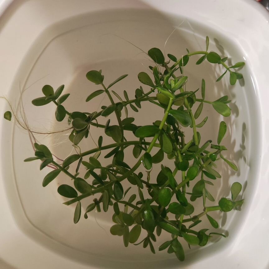 Аквариумное растение бакопа монье