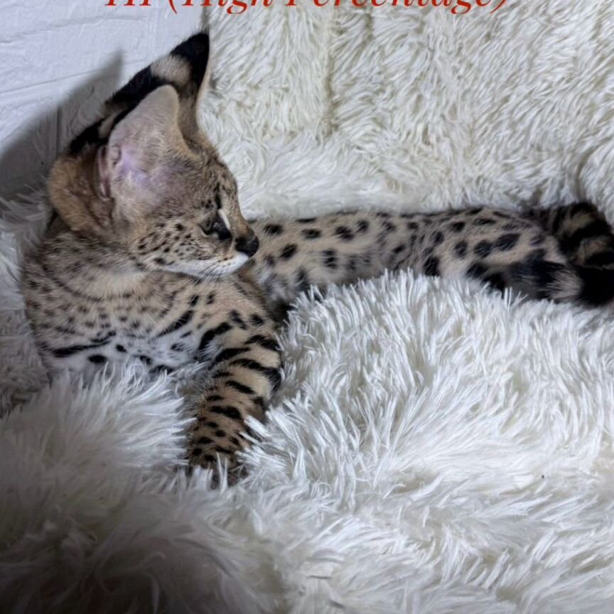 Саванна котёнок