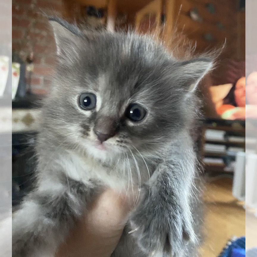 Котёнок в добрые руки