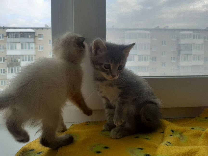 Кошка в дар