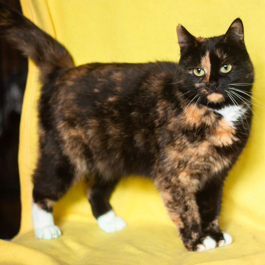 Кошка Плюшка, 4 года