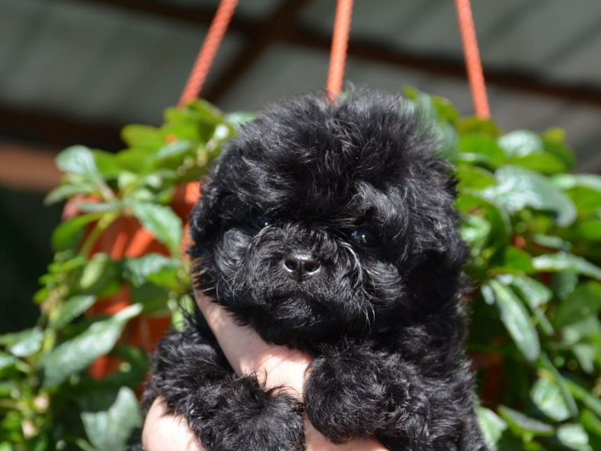 Микро Мальтипу