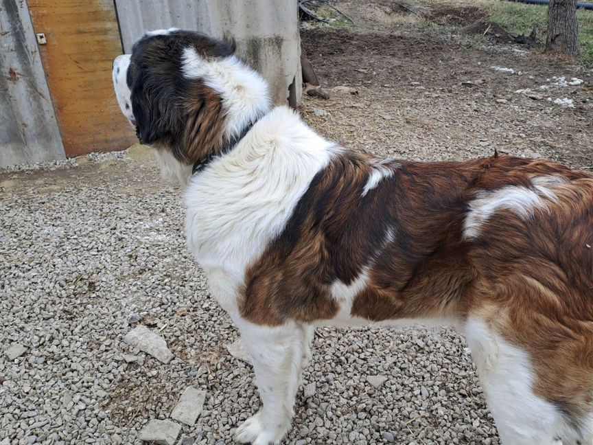 Московская сторожевая вязка