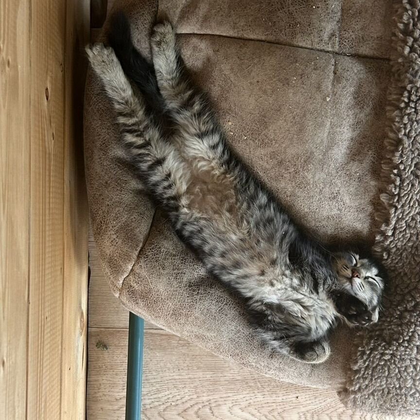 Кошки