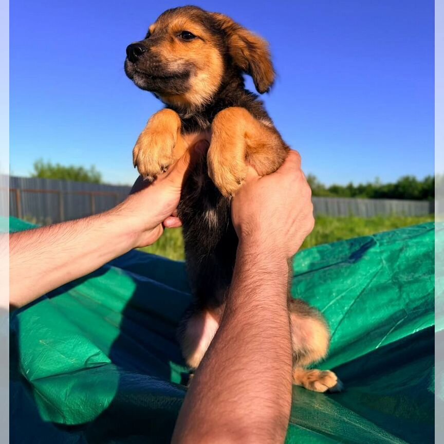 Щенок в добрые руки