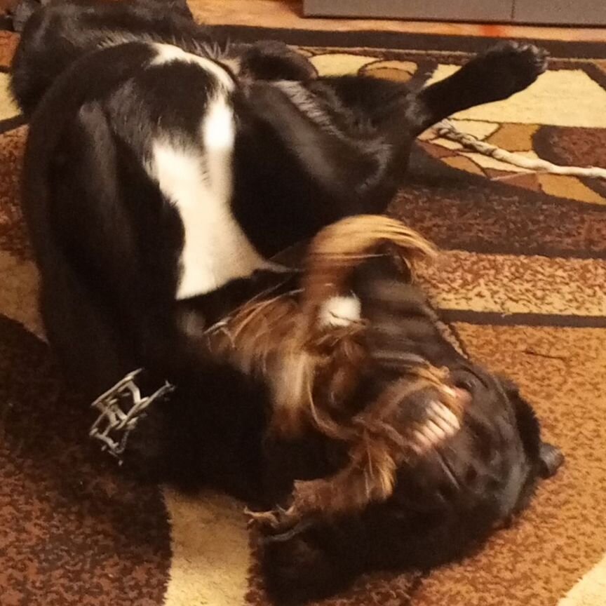 Ламбкин, взрослый кот