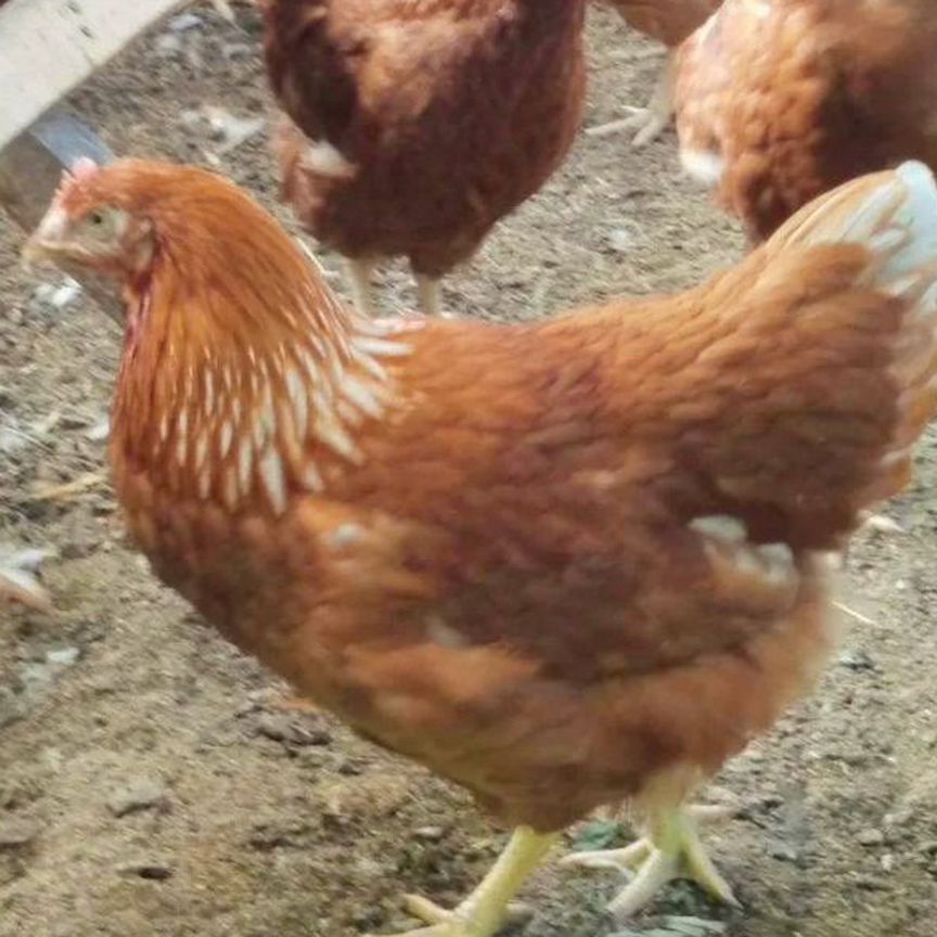 Куры-несушки. Цыплята. Цесарята