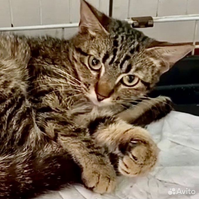 Ласковая полосатая кошечка в добрые руки