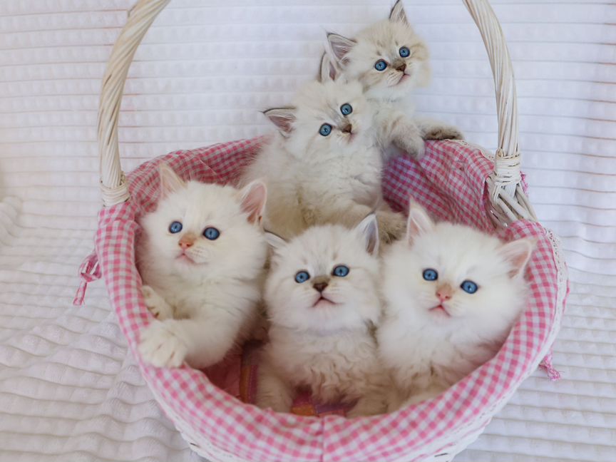 Сибирские невские от выставочных родителей