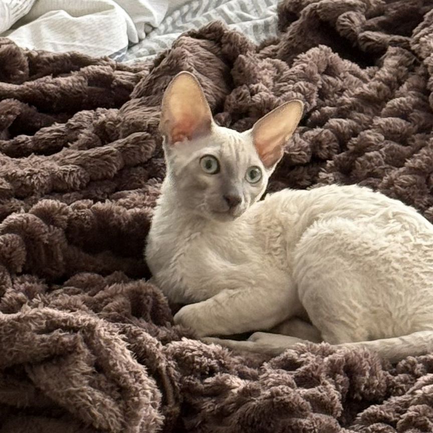 Котенок корниш рекс в добрые руки