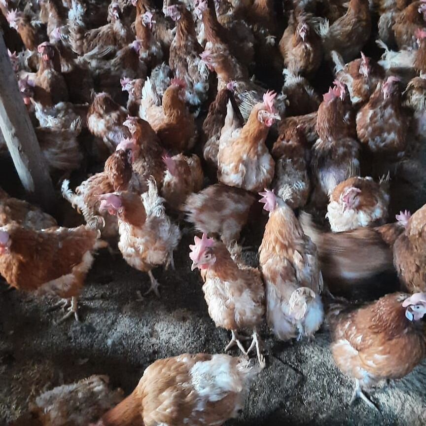 Куры несушки