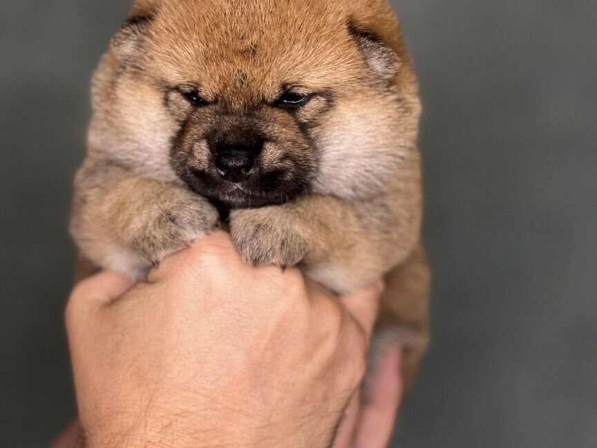 Щенки сиба ину