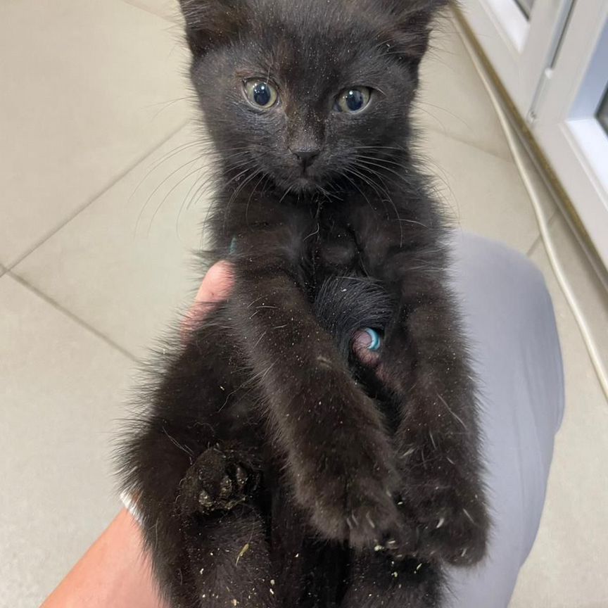 Котенок в дар в добрые руки