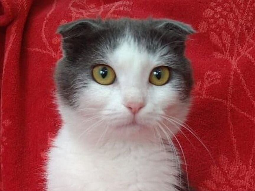 Малышка в добрые руки, 3,5 мес