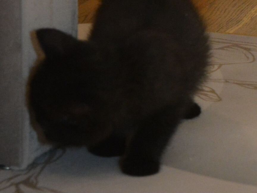 Британский чёрный котик