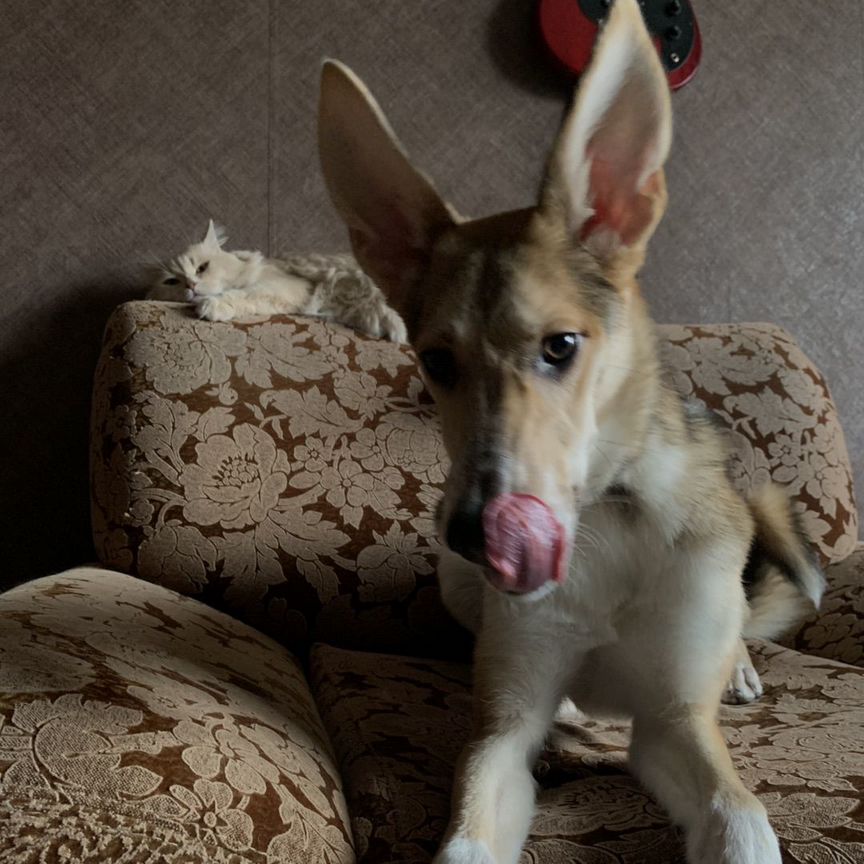 Собака в добрые руки