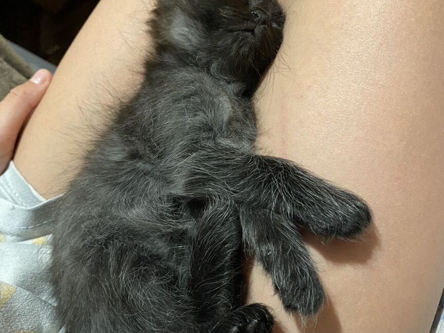 Кошка