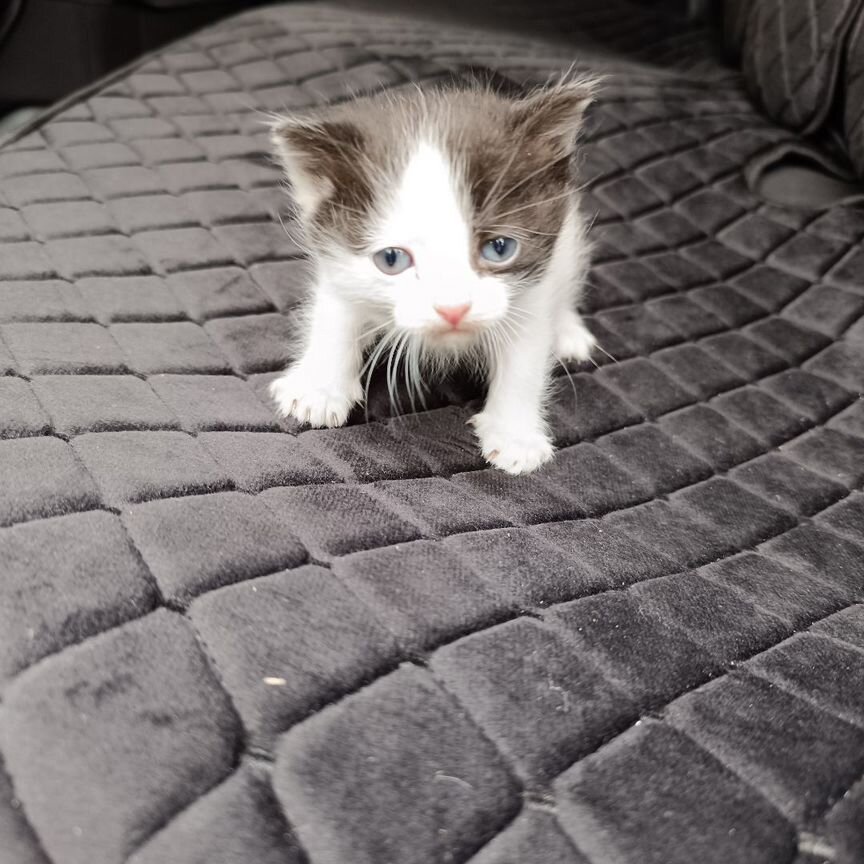 Котята отдам в добрые руки бесплатно