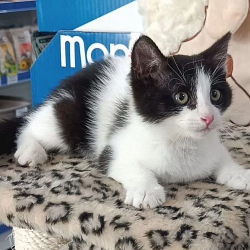 Котёнок в добрые руки