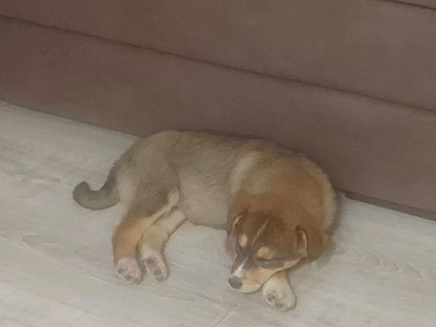 Отдам щенка в добрые руки