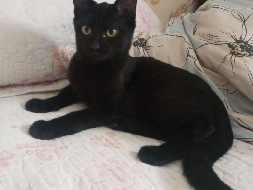 Черный котенок