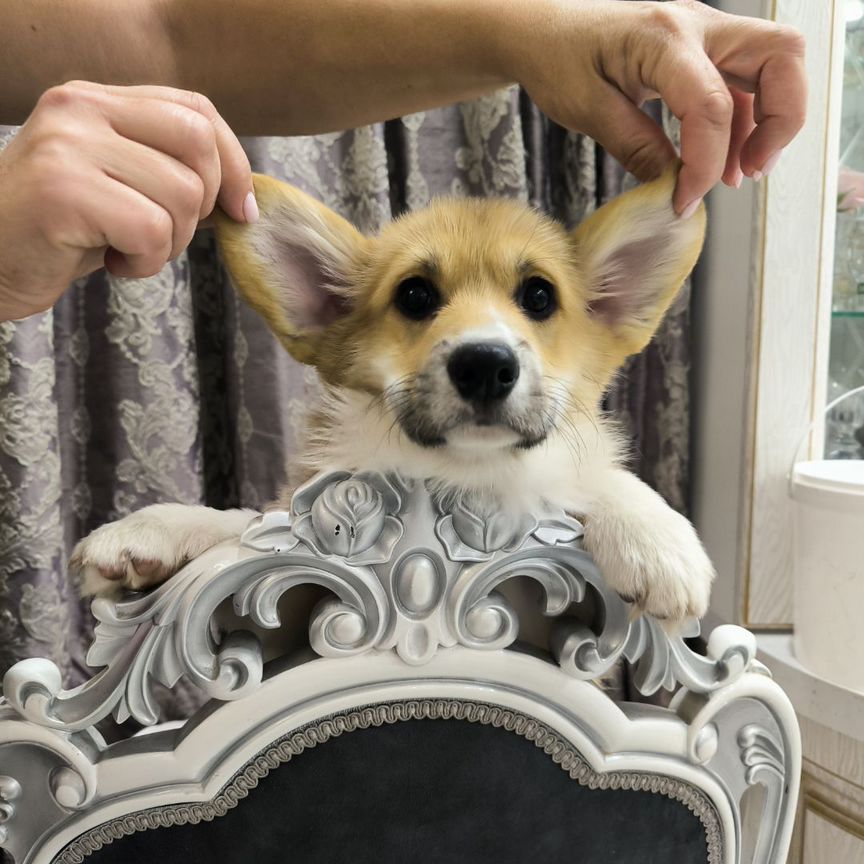 Щенок корги