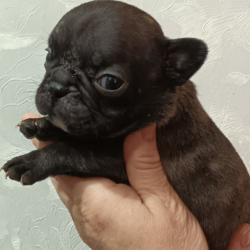 Французский бульдог