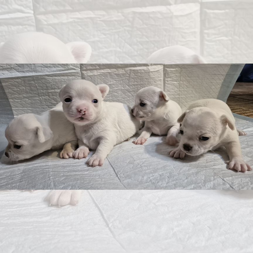 Чихуахуа, щенок