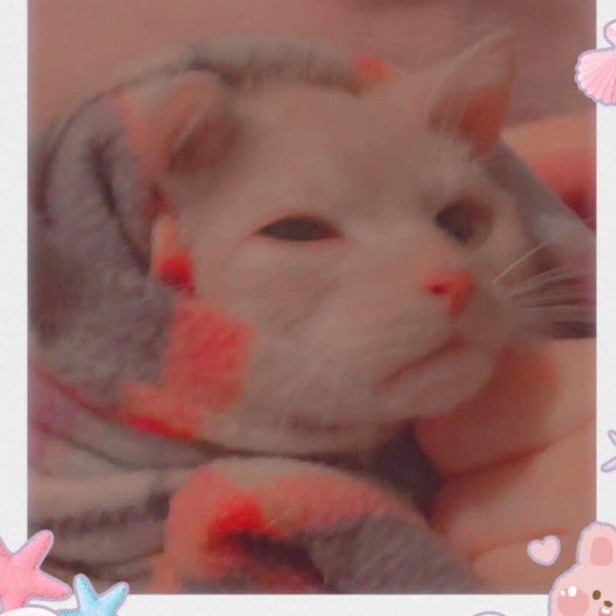 Котя, котик, кот в добрые руки приученный к лотку