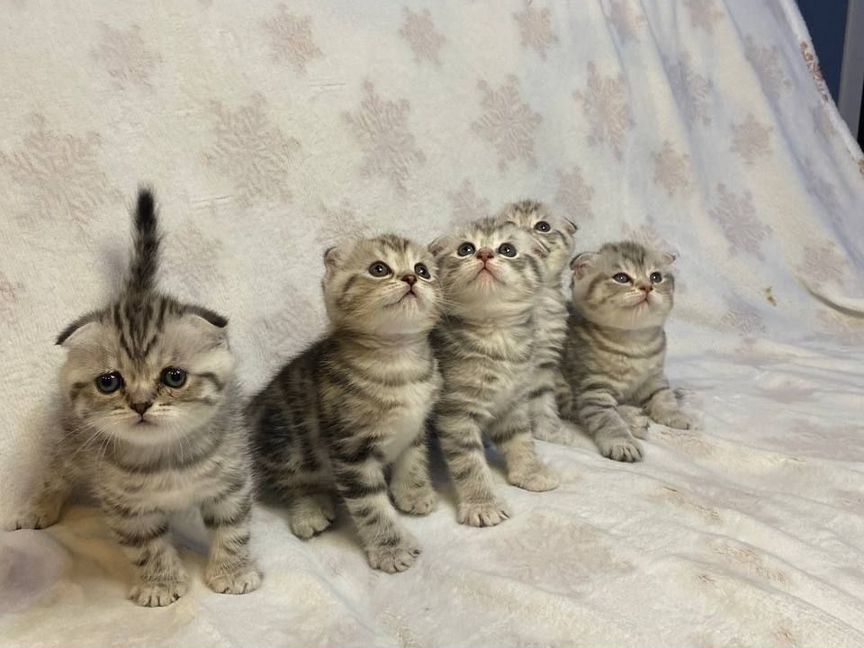 Шотландские Вислоухие котята