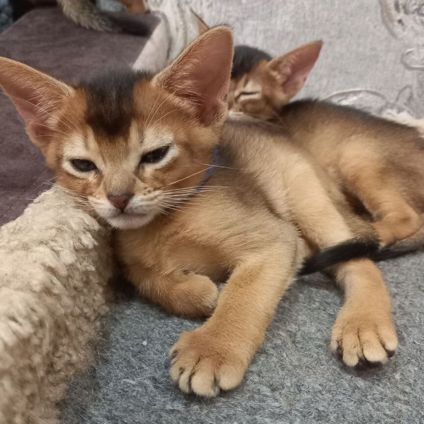 Абиссинский котёнок