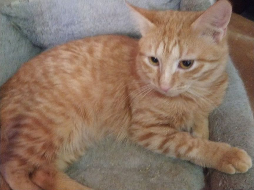 Котёнок рыжий мальчик хороший красивый классный